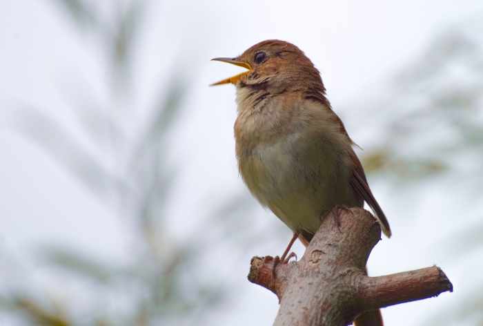 Names of Birds in Spanish - HubPages