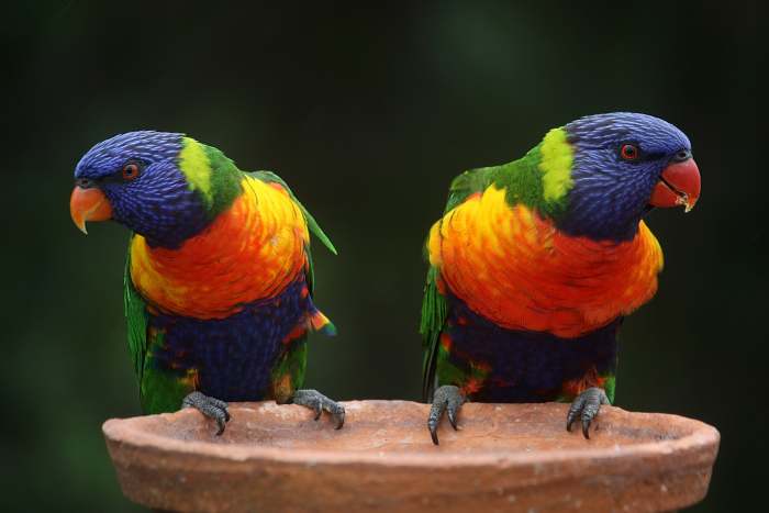Different Bird Names in German for English Readers - HubPages