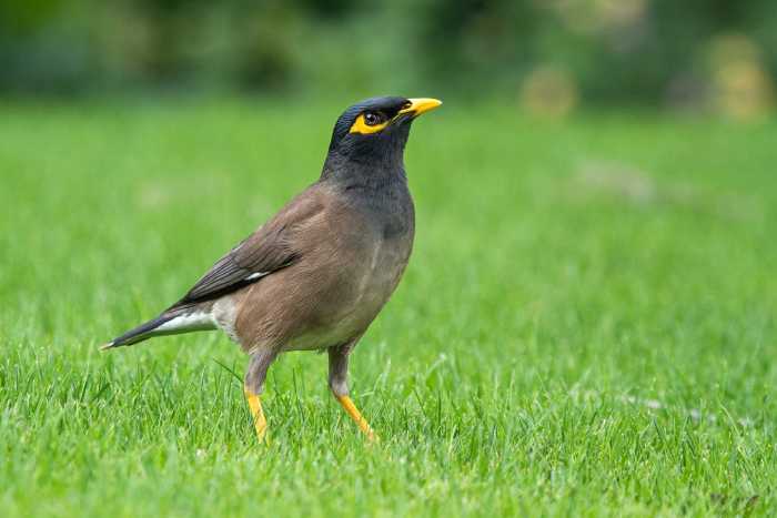20 Bird Names in Punjabi - HubPages