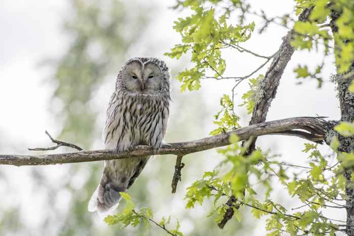 Names of Birds in Spanish - HubPages