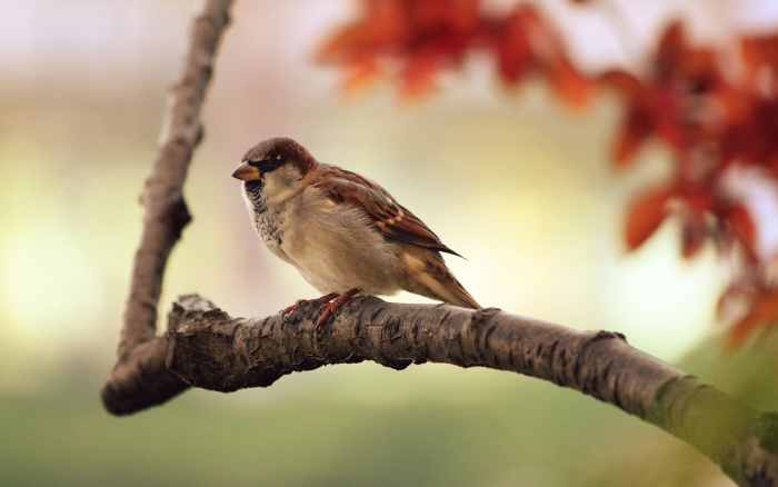 Names of Birds in Spanish - HubPages