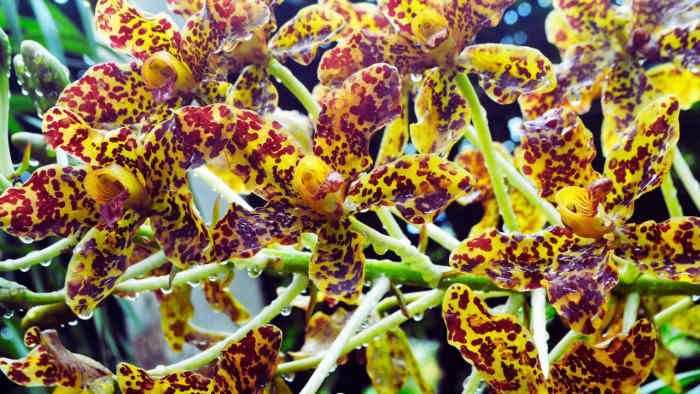 How I Got Tiger Orchid or Grammatophyllum Speciosum Plant to Bloom ...