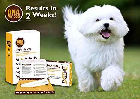 Dna My Dog Genetic Testing Kit: Breed Identification, Genetic Age Test ...