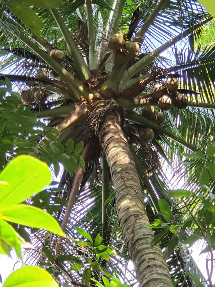 The Legend of the Coconut Tree - HubPages