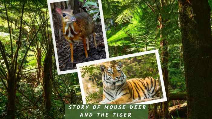 Bedtime Stories for Kids - Story of Mouse Deer and a Tiger - HubPages