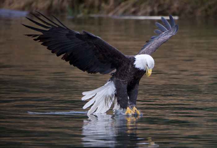 American Bald Eagles: A Success Story in Wildlife Conservation - HubPages