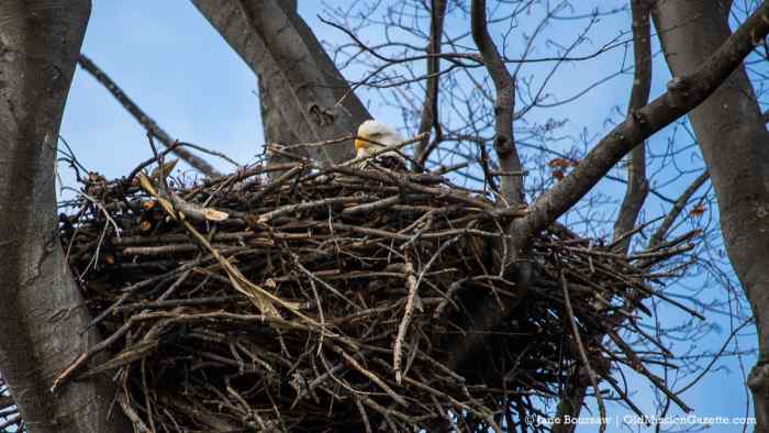 American Bald Eagles: A Success Story in Wildlife Conservation - HubPages