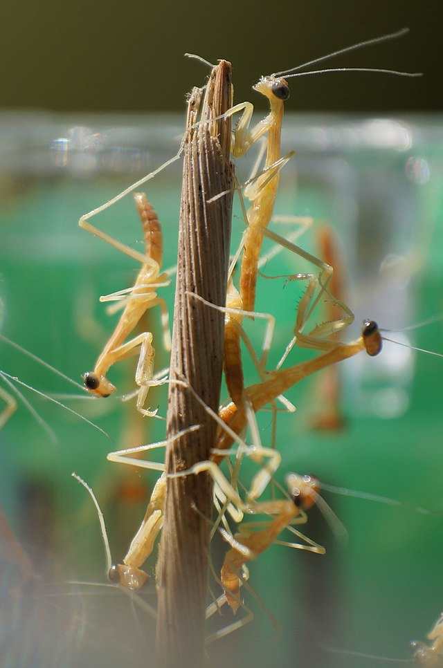The Alien Insect: Praying Mantises - HubPages
