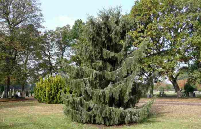 North America's Largest, Smallest, and Most Beautiful Spruce Trees ...