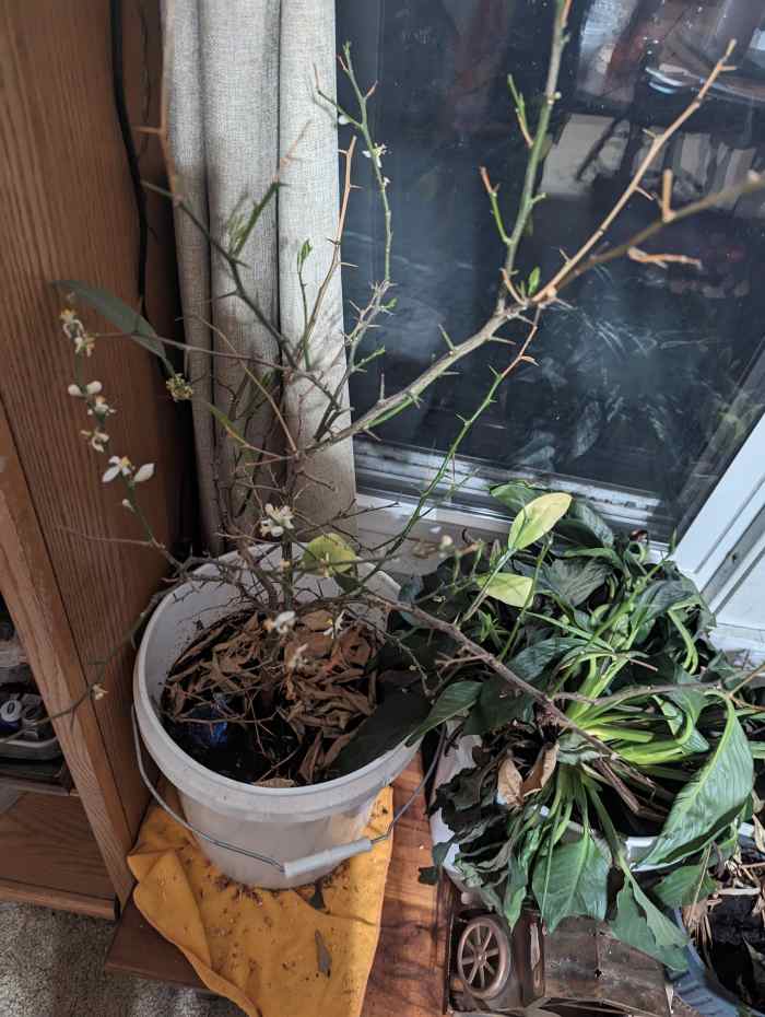 Lemon Tree Molt - looks Dead, but Wait for It - HubPages