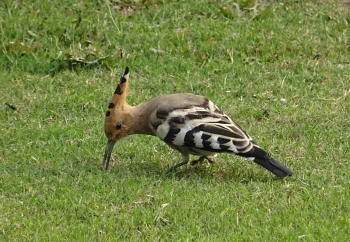 Different Bird Names in German for English Readers - HubPages