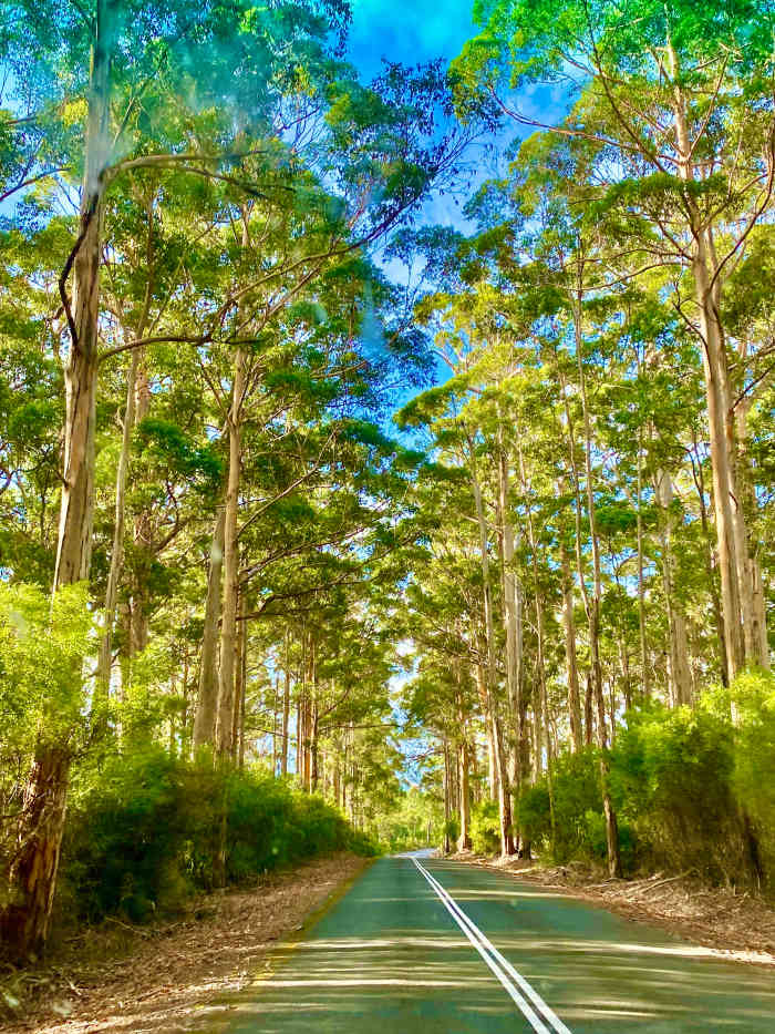 Sandy, queen of Green Island - LetterPile