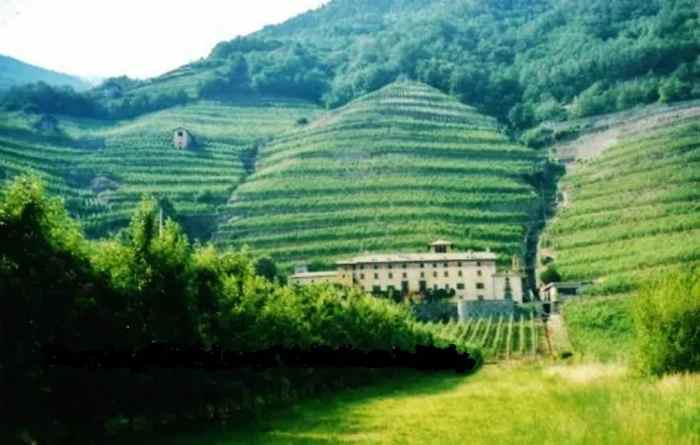 Ancient Valtellina Hillside Vineyards: Italian Wine, Food, and FAQs ...