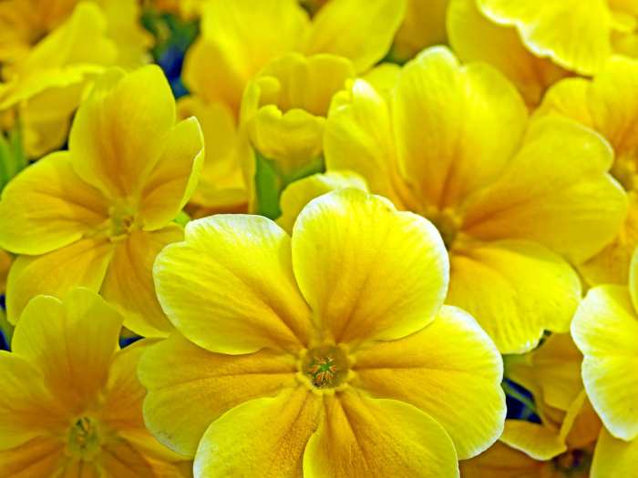 Flower Names in Romanian With Pictures - HubPages