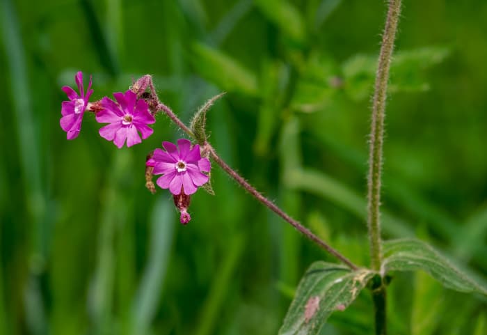Flower Names in Romanian With Pictures - HubPages