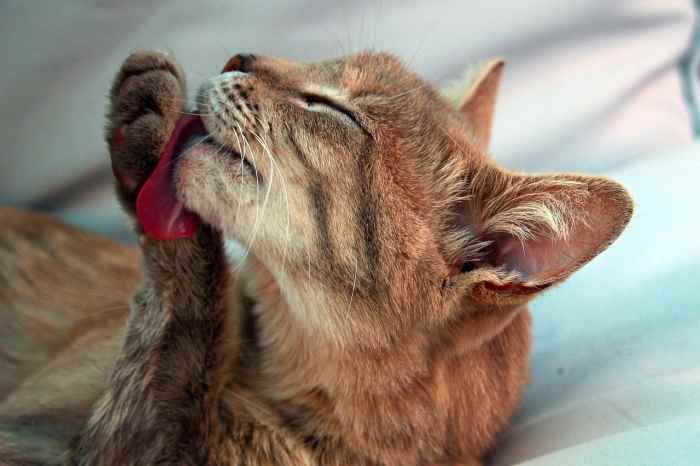 Six Weird Things Cats Do -- And Why - HubPages