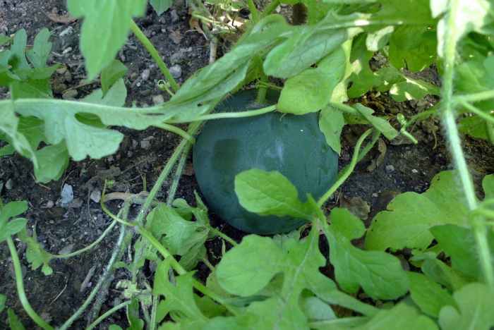 How to Grow Sugar Baby Watermelons - Dengarden