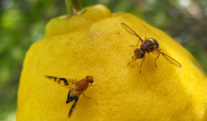 A Comprehensive Guide to Growing Lemon Trees - HubPages