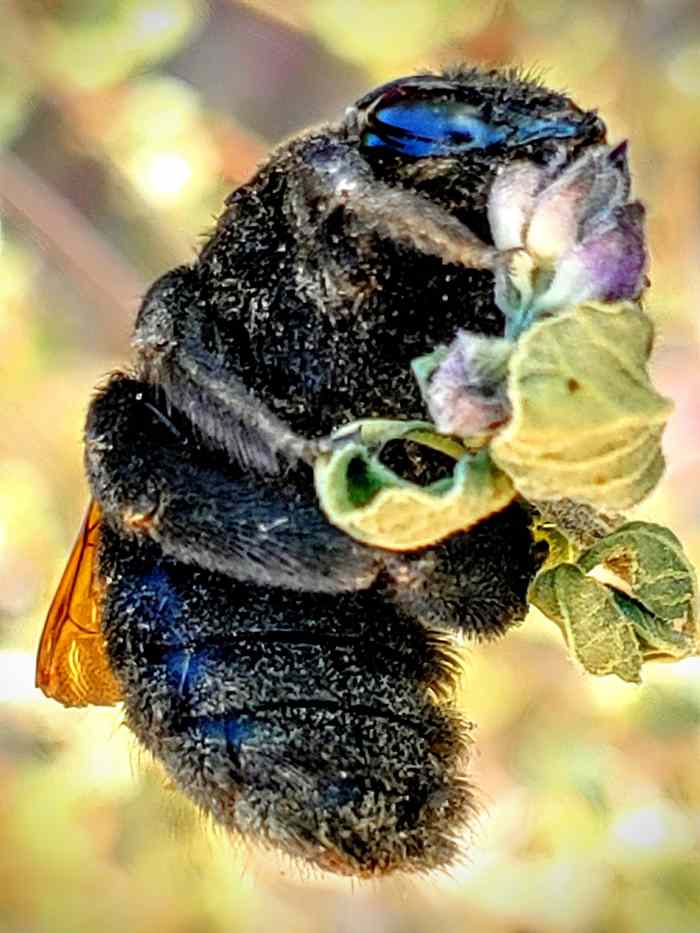 The Teddy Bear Bumblebee: A Fuzzy Delight in Gardens and Meadows ...