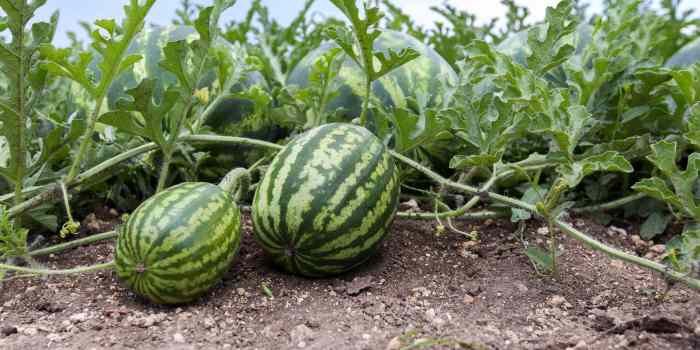 A Step-by-Step Guide for Planting Watermelons - HubPages