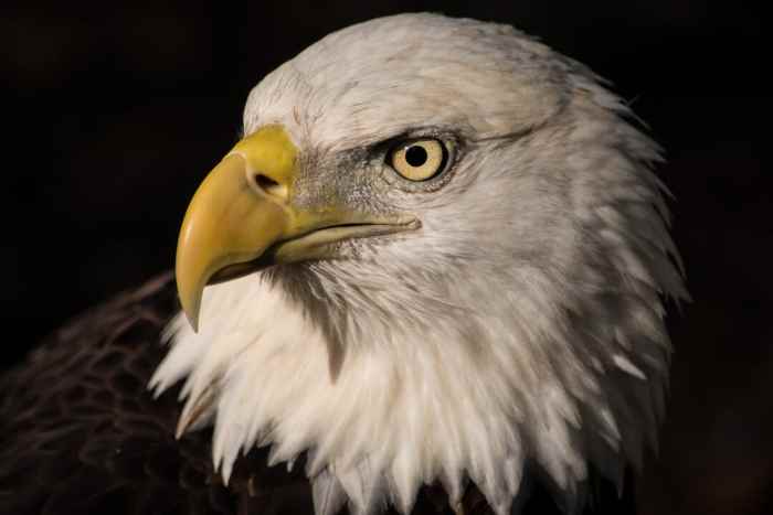 5 Positive Leadership Traits People Can Learn From Eagles - HubPages