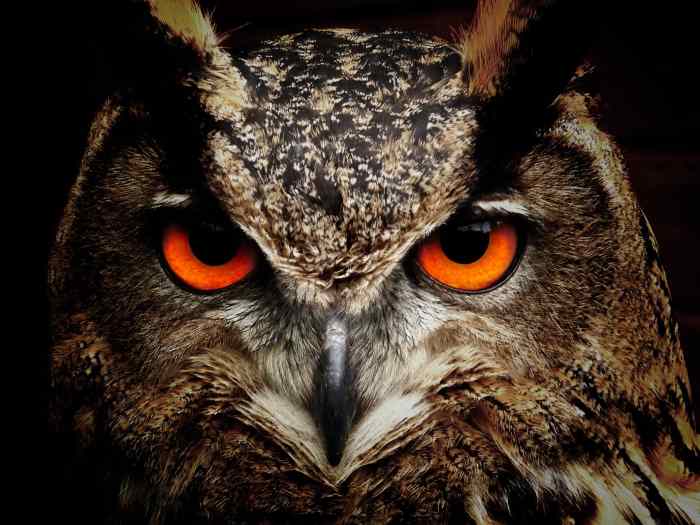 Animal Omens and Superstitions: Exploring the Fascinating Relationship ...