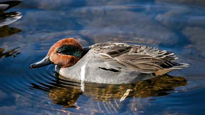 Dabblers, Divers, and Sea-Farers: Exploring the Distinct Types of Ducks ...