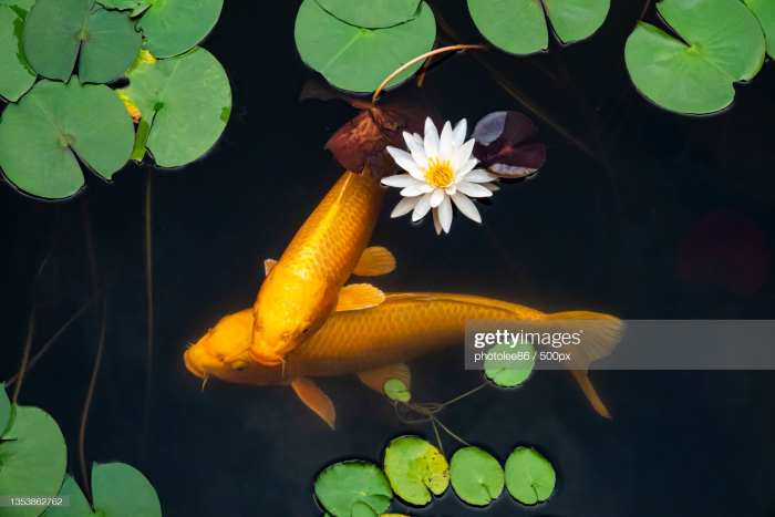 Goldfish Tank Mates - HubPages