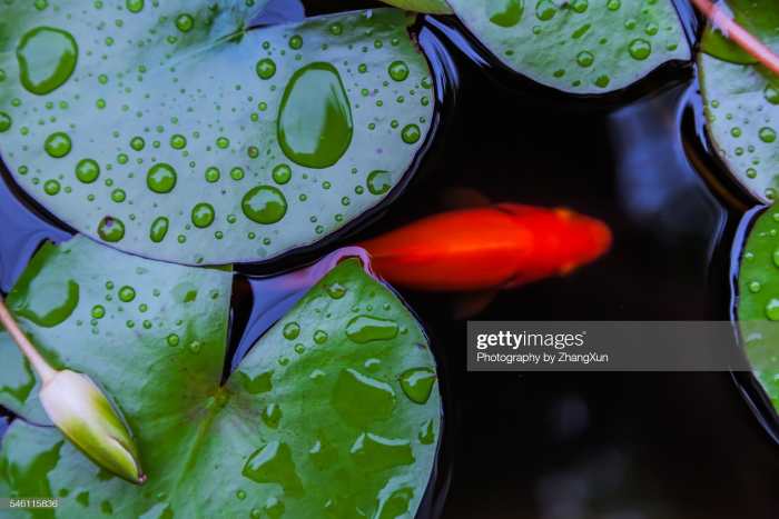 Goldfish Tank Mates - HubPages