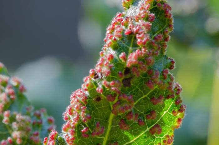 Leaf Galls: Ugly Bumps and Spikes on Tree Leaves - Dengarden