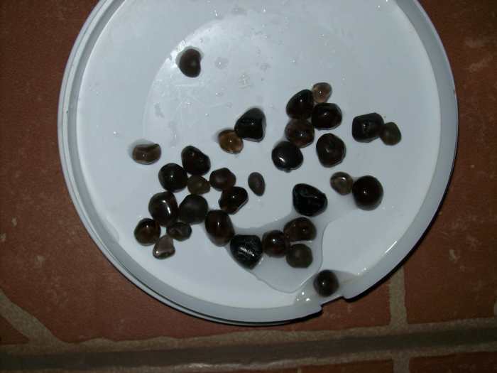 Apache Leap: The Legend of Apache Tears - HubPages