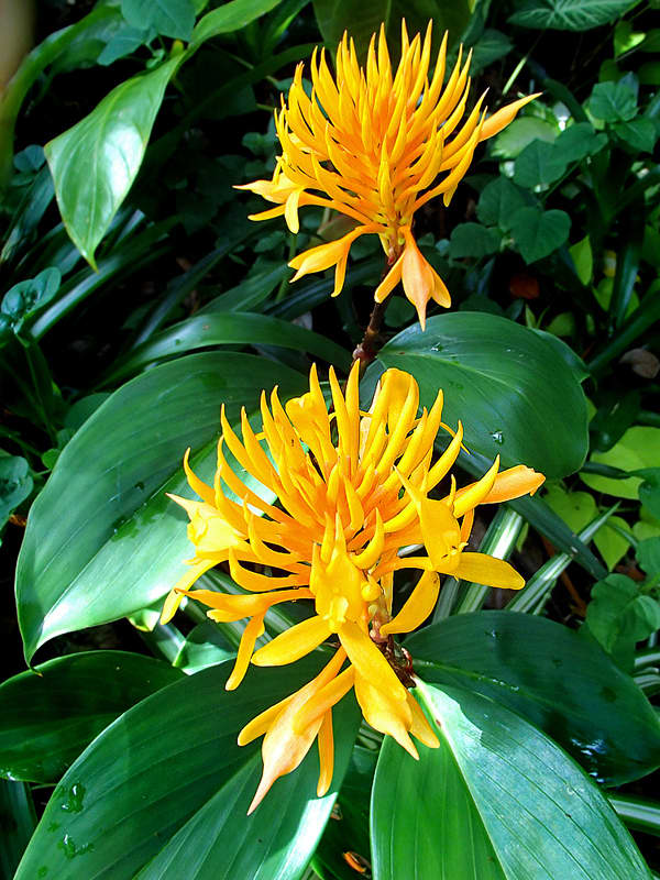 Spectacular Yellow Tropical Flowers for Your Garden - Dengarden