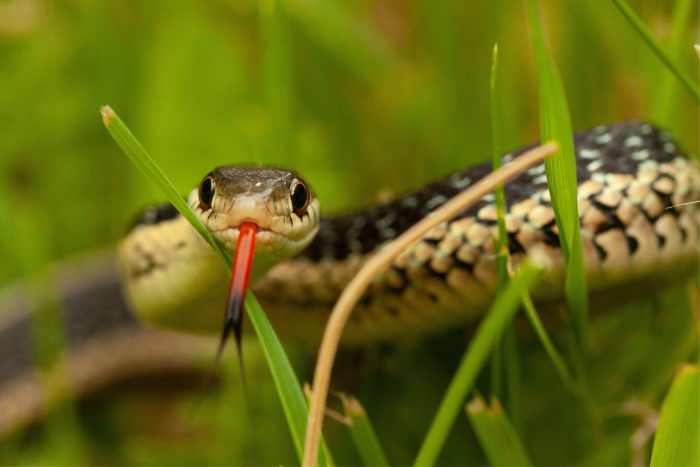 How to Attract Snakes to Your Garden - Dengarden