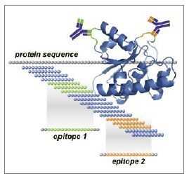 Novel Synthetic Peptide Arrays = Spot - HubPages