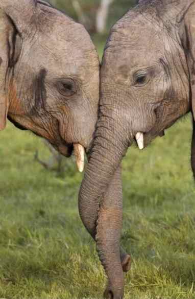 Unusual ways for animals to show their love to each other - HubPages