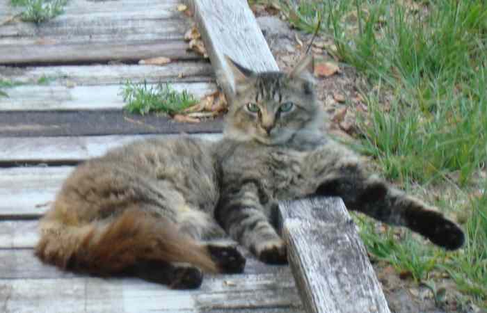 The Fascinating Story of Smoky, the Beautiful Maine Coon Cat - HubPages