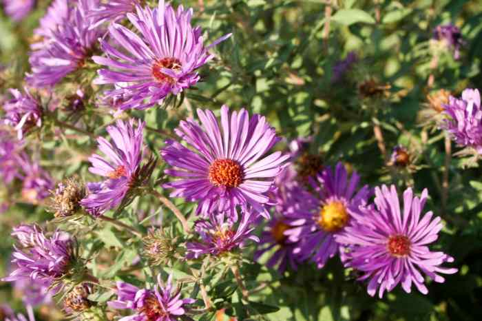 Fall Flowers: 11 Late-Blooming Perennials and Shrubs - Dengarden