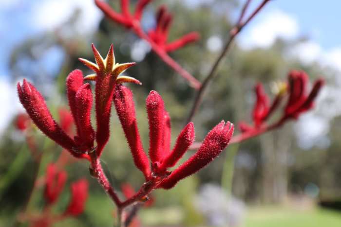 The Basics of Kangaroo Paw Plant Care - Dengarden