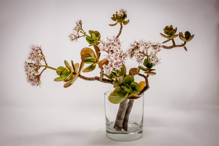 How to Care for a Jade Plant - HubPages