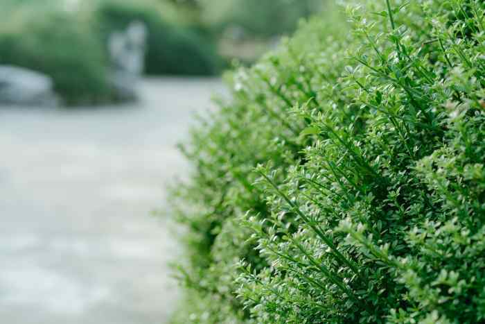 How to Remove a Shrub or Bush From Your Yard - Dengarden