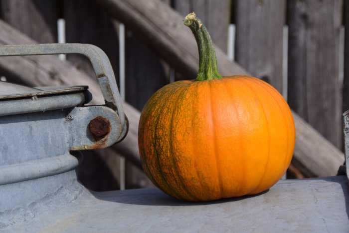 How to Deal With Frost on Your Pumpkin Patch - Dengarden