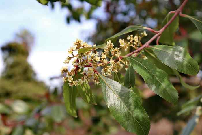 How to Grow Catha Edulis—Khat, Qat, Gat or Miraa - Dengarden