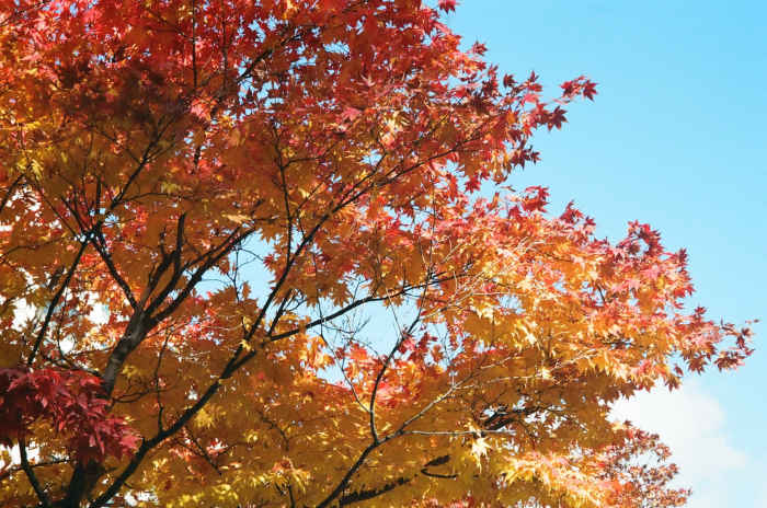 Amur Maple (Acer Ginnala): Facts, Uses, Pests, and Diseases - HubPages