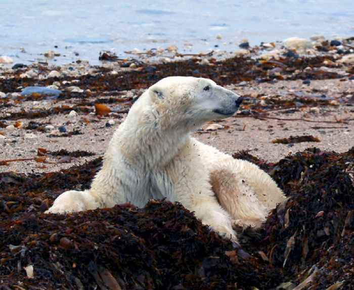 Animals Affected by Climate Change: A Global Perspective - HubPages