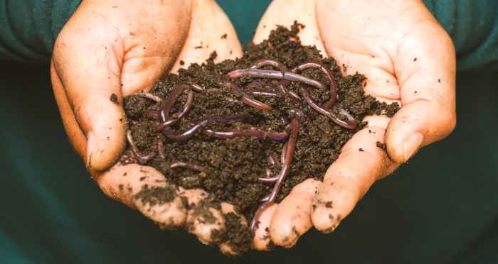 6 Guaranteed Ways to Get Worms Out of the Ground Fast - HubPages