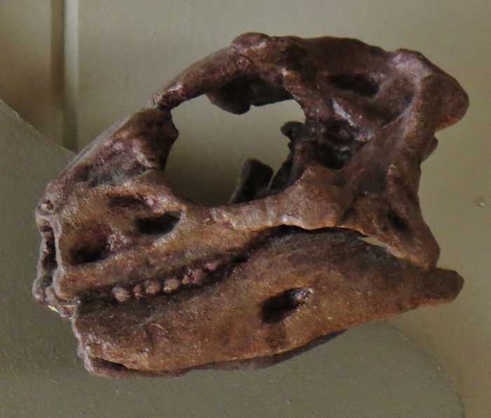 Facts on The Struthiomimus & Lesothosaurus - HubPages