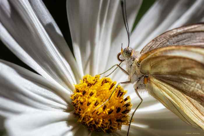Interesting Facts About Insects That I Learned From a Children's Book ...