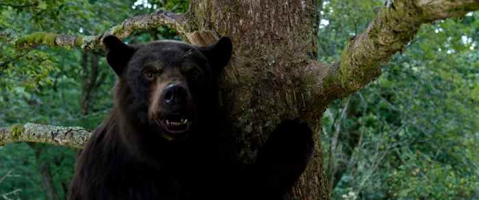 Blu-Ray Review: "Cocaine Bear" (2023) - HubPages