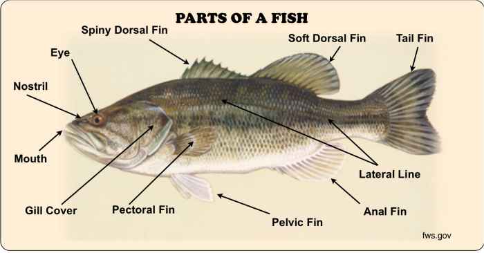 Learn about fish - HubPages