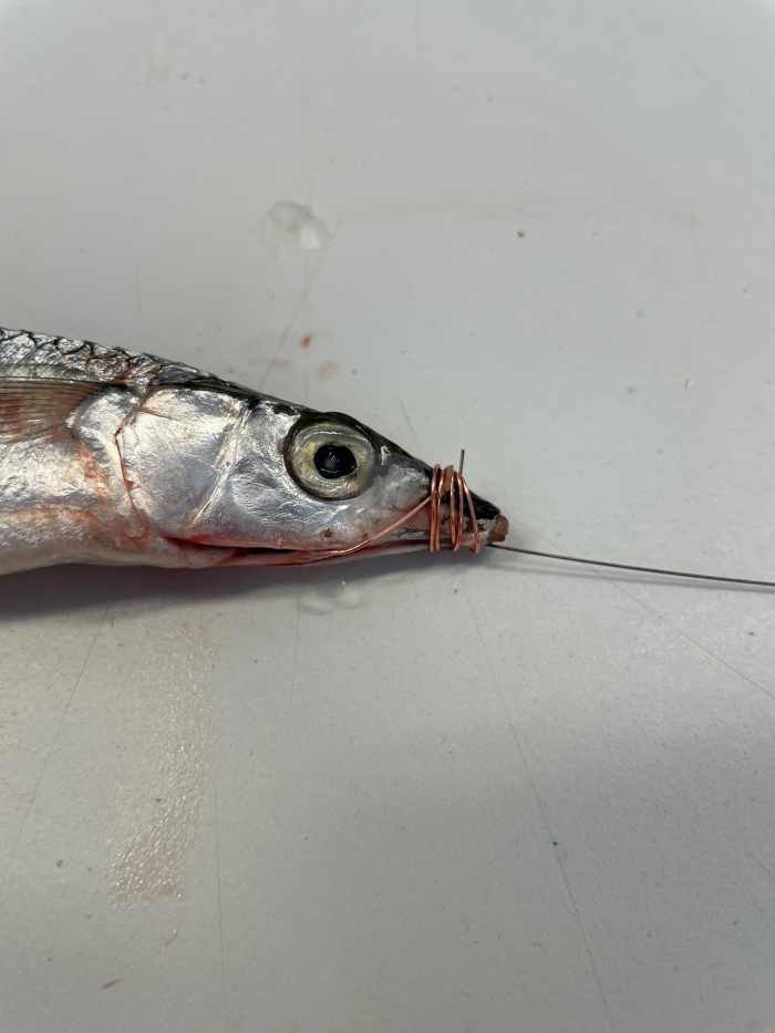 How to Quickly Rig a Ballyhoo Bait for Mahi Mahi - HubPages